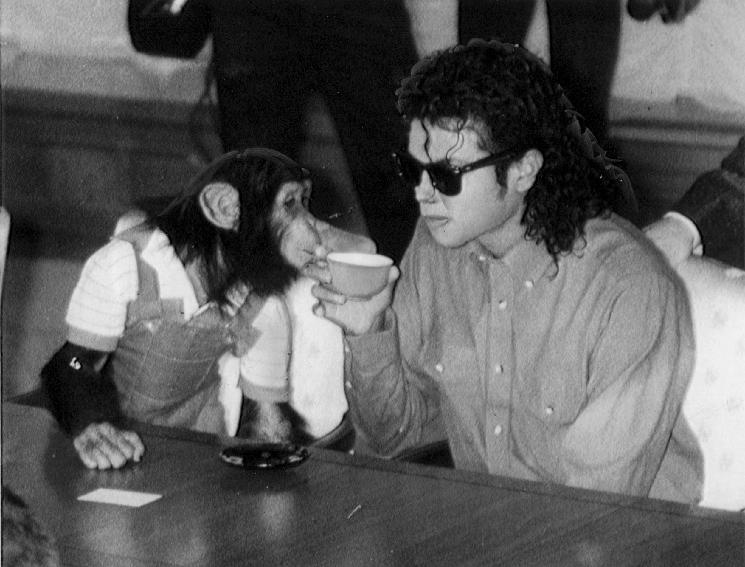 Por onde anda Bubbles, o chimpanzé de Michael Jackson que recebe US$ 30 ...