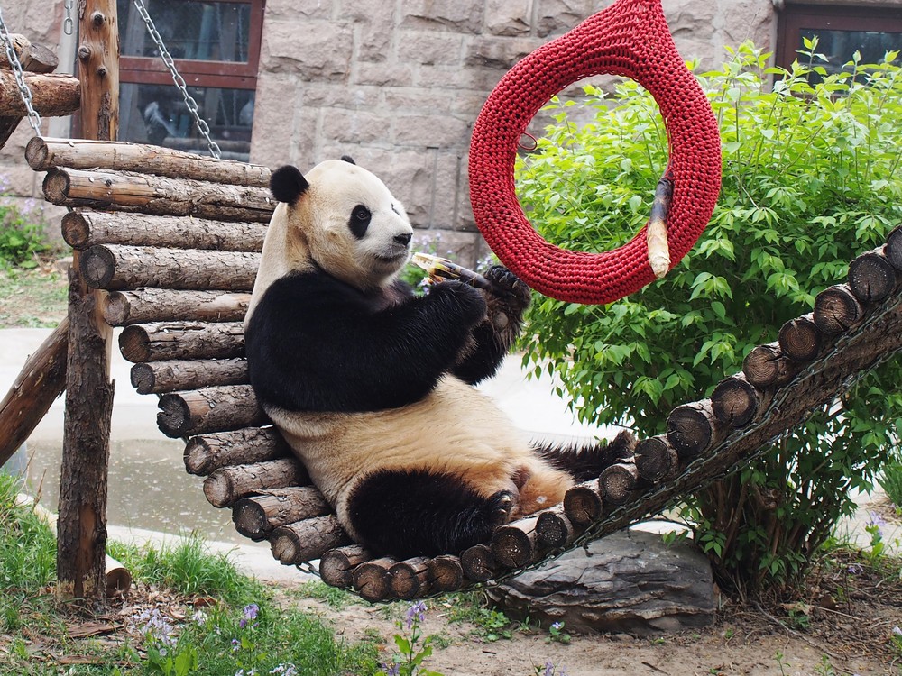 Conheça 6 animais quase extintos que voltaram à natureza