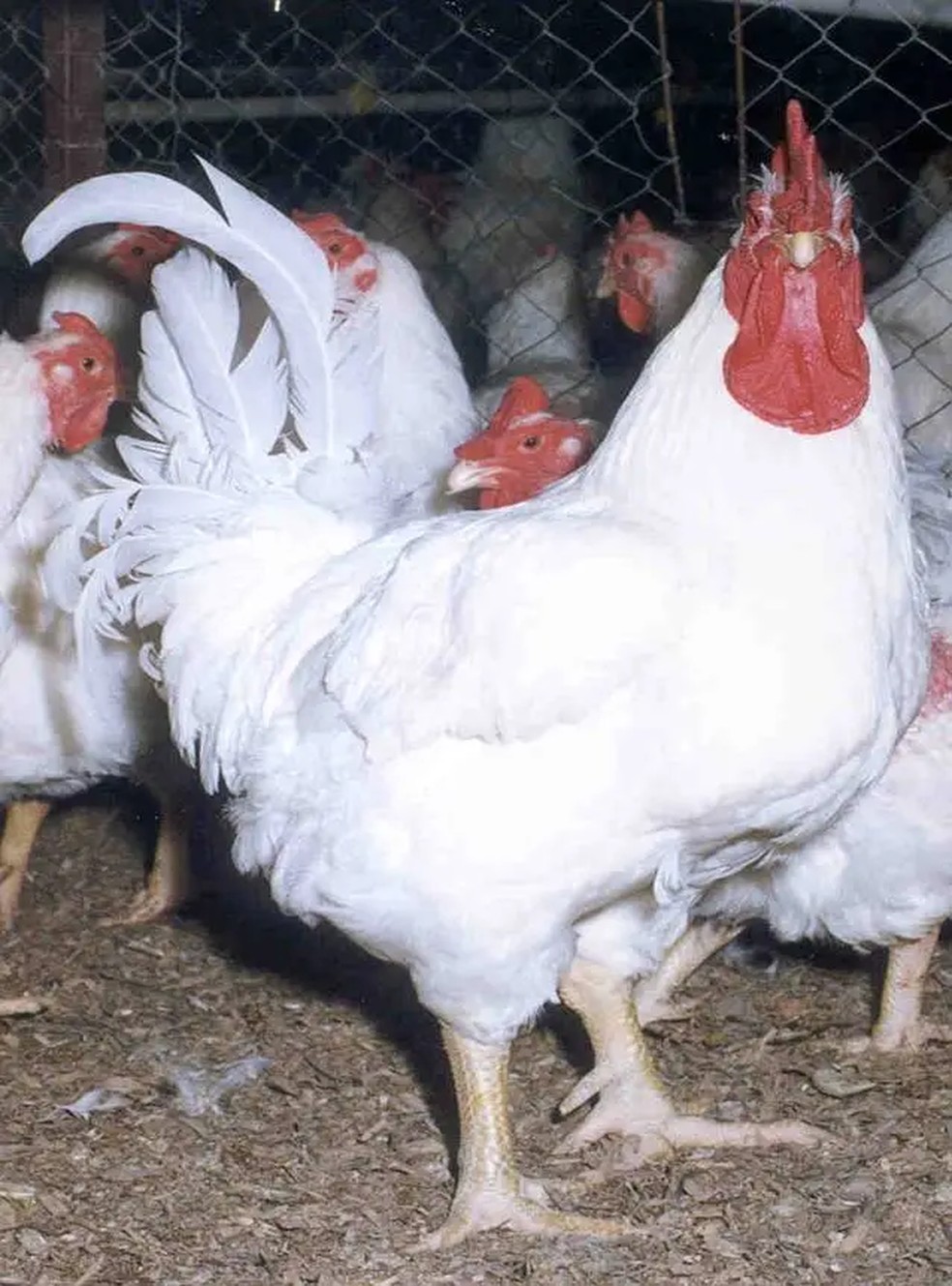 Chester, peru e tender: qual a diferença entre eles e qual o mais saudável