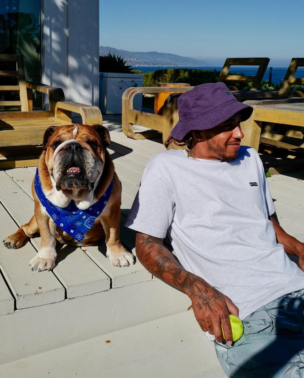 Hamilton celebra aniversário de 10 anos de Roscoe, seu bulldog de estimação