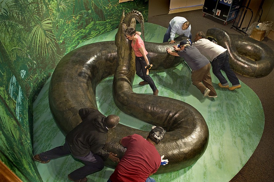 Maior Cobra Do Mundo Titanoboa, The Largest Snake In The World
