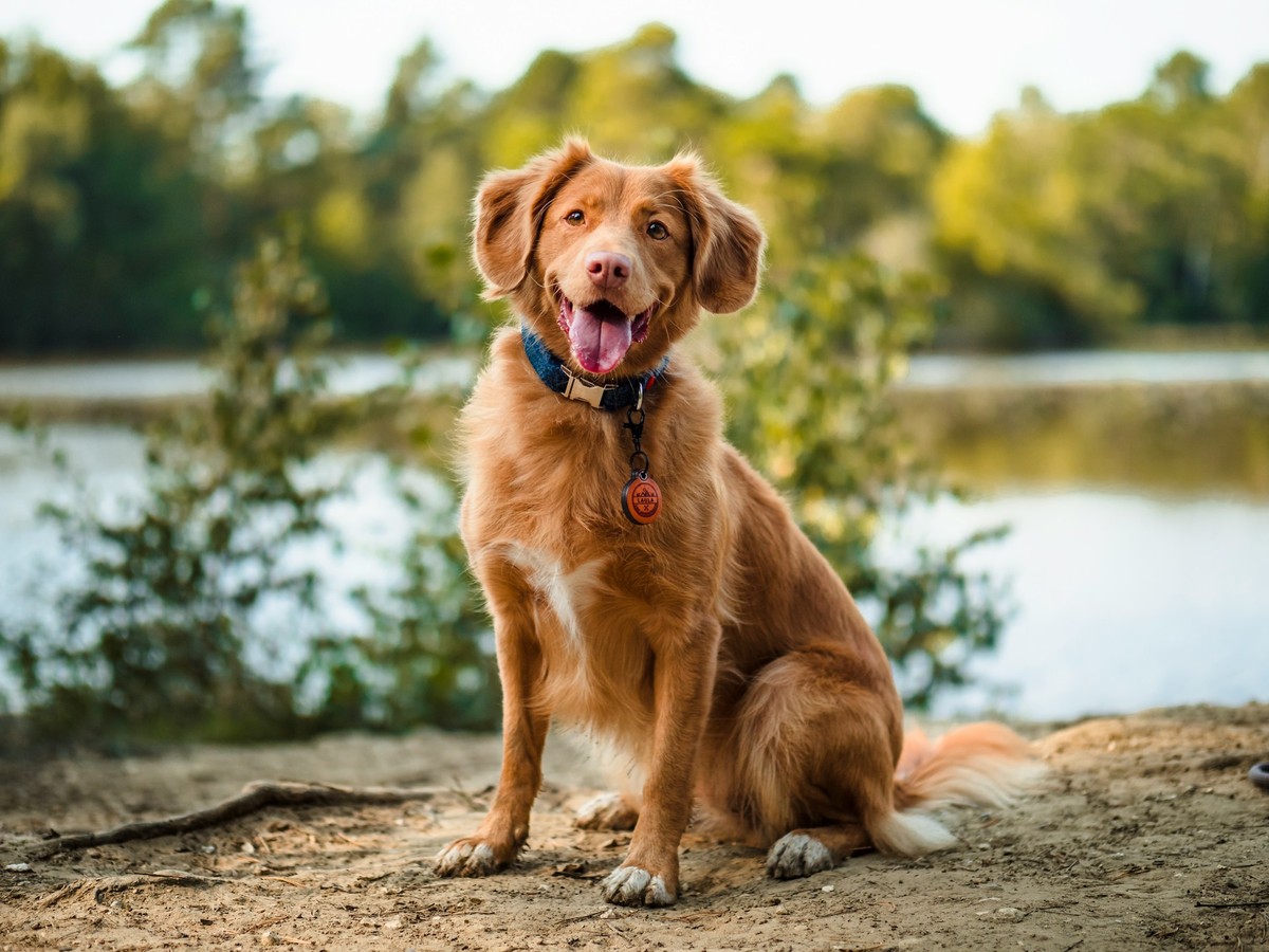 Alegria não é único motivo por que cães abanam o rabo; gesto pode ser ...