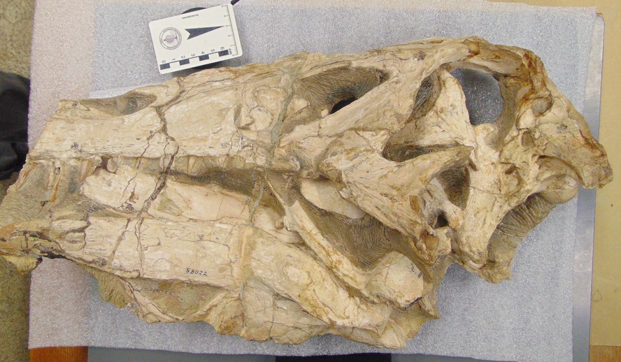 Cientistas pedem devolução de fóssil raro de dinossauro brasileiro ...