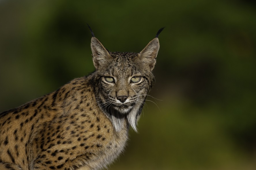 Animais Mais Raros 2024