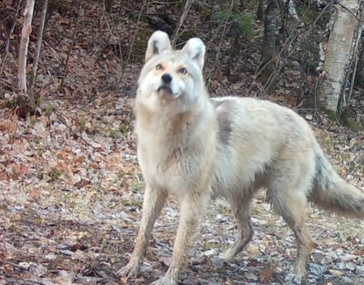 Câmera captura animal misterioso que confunde especialistas