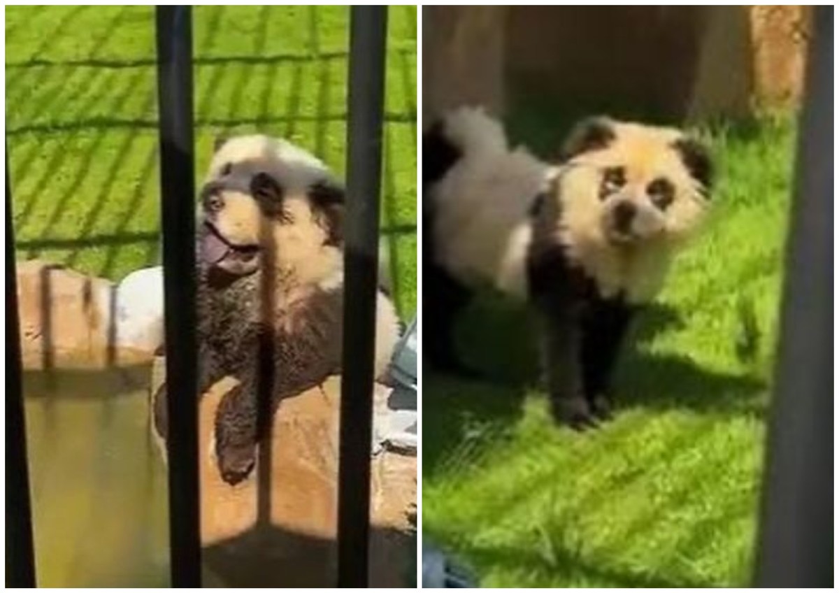 Zoológico chinês pinta cachorros de pandas e farsa é descoberta após ...