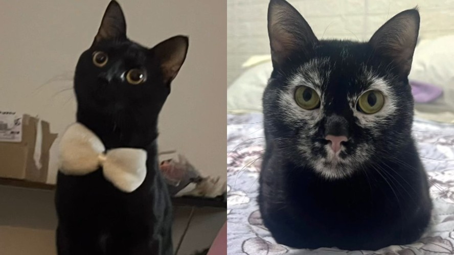 Gato com vitiligo? Entenda a condição que viralizou após vídeo de pet ...