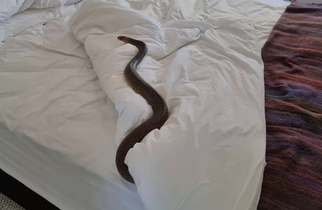 Australiana encontra cobra mortal de quase 2 metros escondida em sua cama